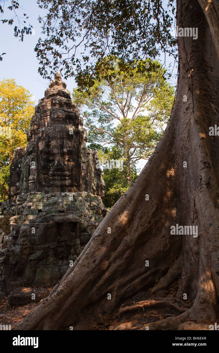 Giant Fig Tree High Resolution Stock Photography and Images - Alamy