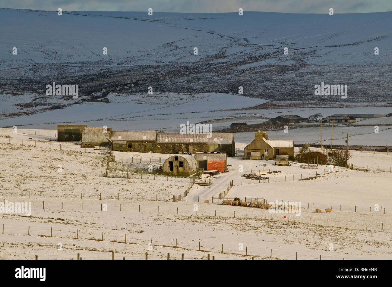 dh FARMING ORKNEY Crofters farmhouse and farm building sheep flock ...