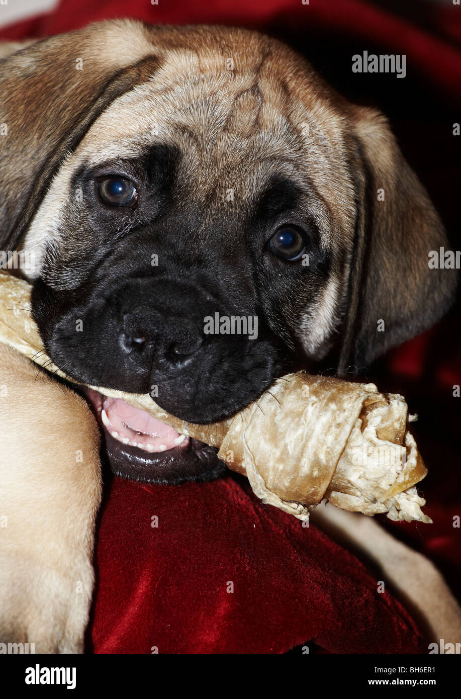 English bullmastiff puppy hi-res stock photography and images - Alamy