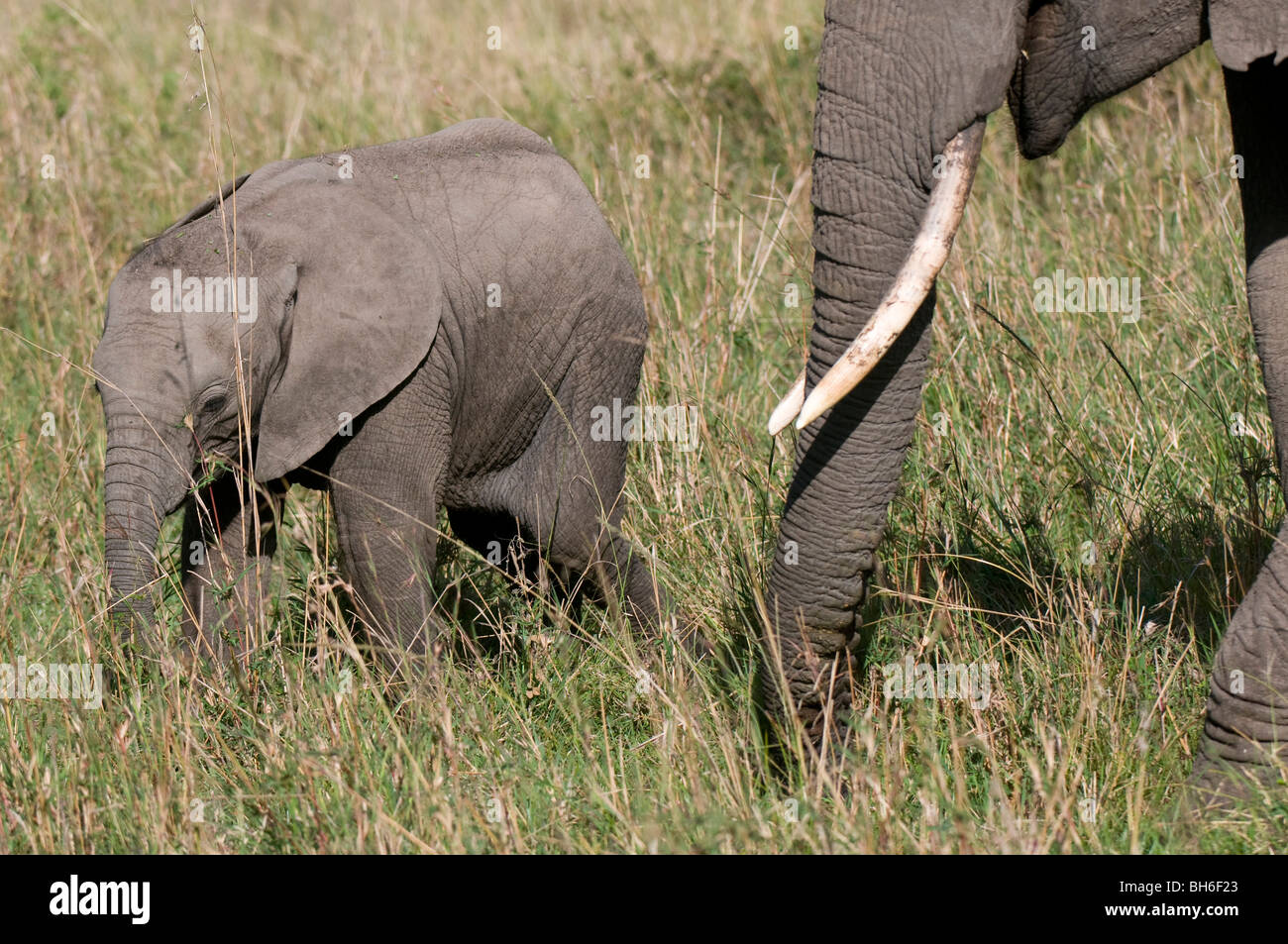 Elephant with cub hi-res stock photography and images - Alamy
