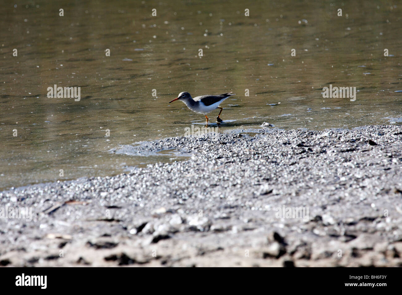 Spotted sandpiper (Actitis macularia), Arizona Stock Photo - Alamy