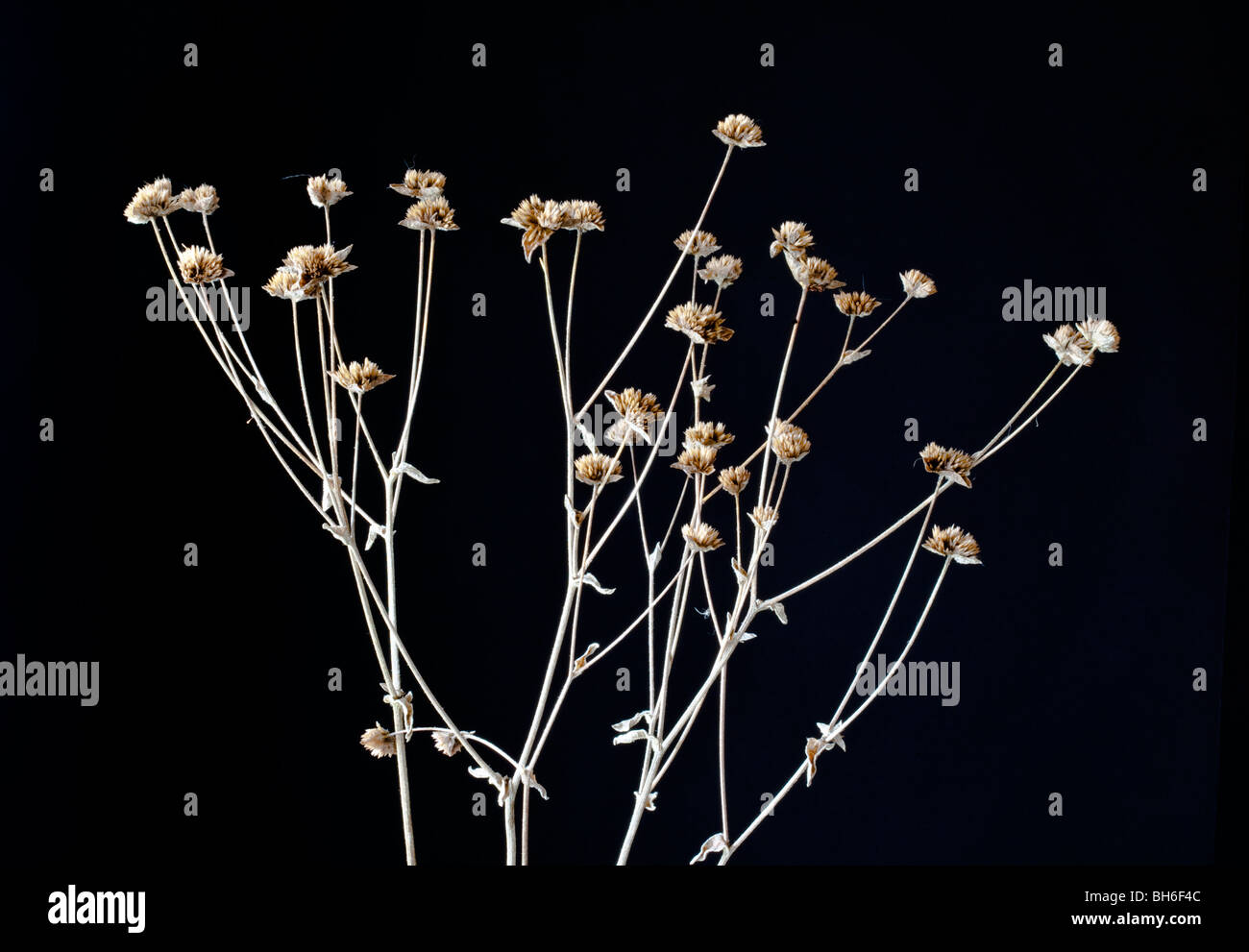 Elephantus hi-res stock photography and images - Alamy