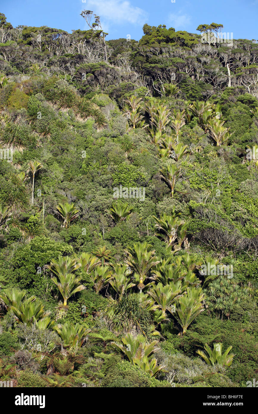 Tree nikau palm native hi-res stock photography and images - Alamy