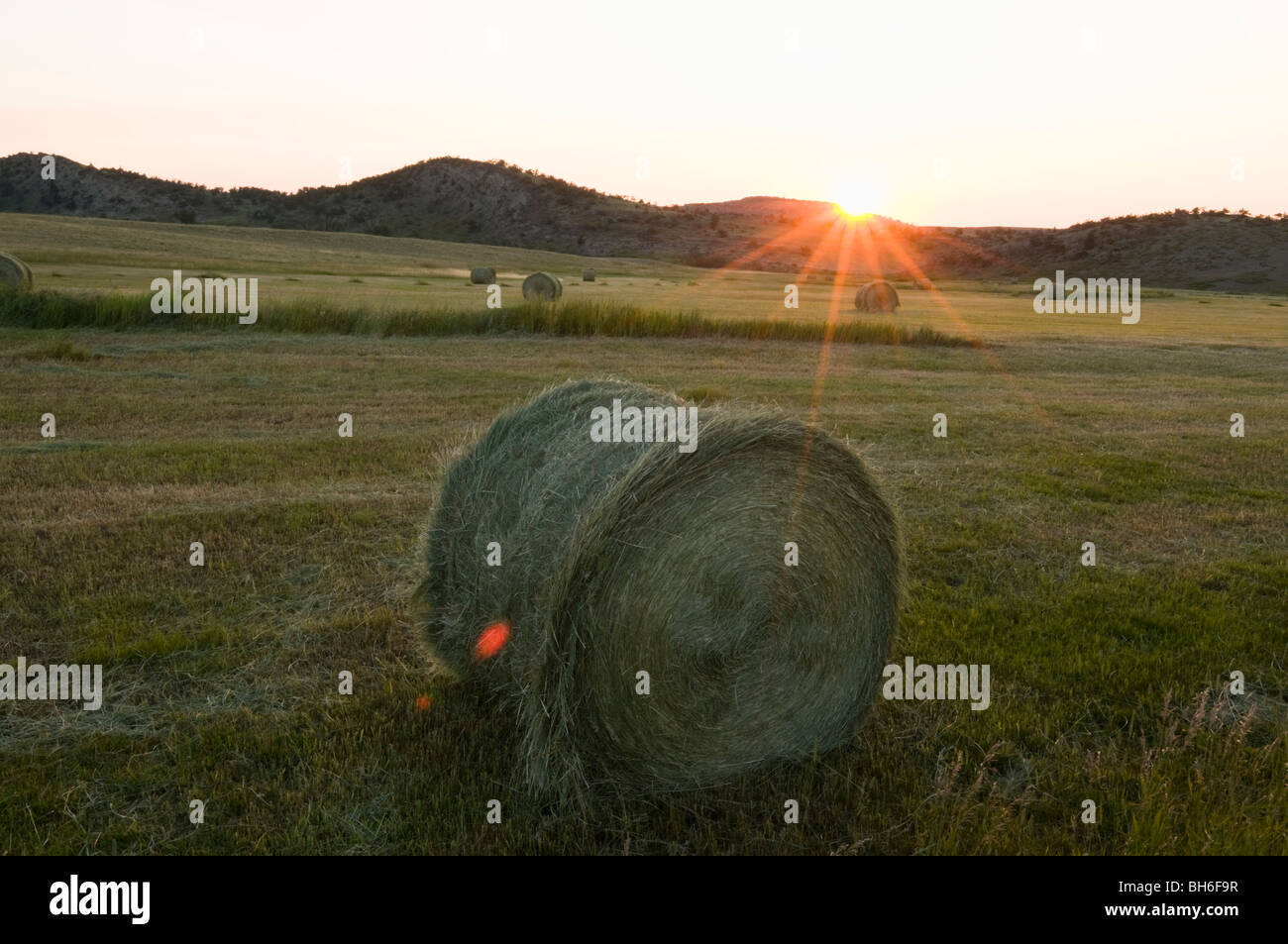 Round bales at sunrise Stock Photo - Alamy