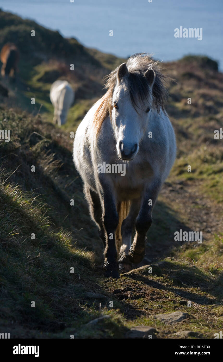 White pony Single adult male walking Pembrokeshire, Wales Stock Photo ...