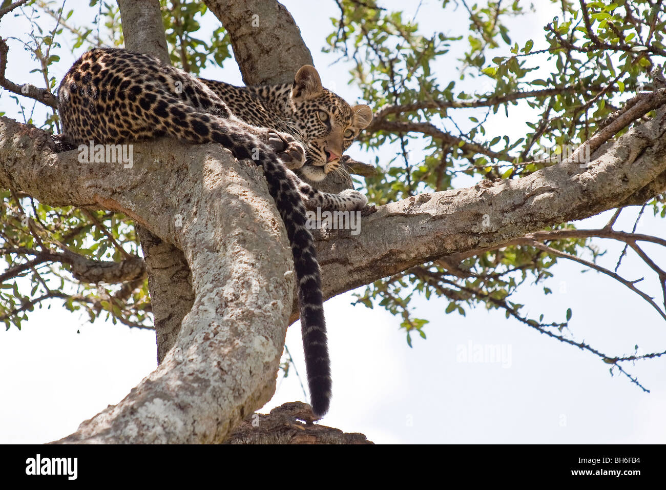 Leopard at tree top hi-res stock photography and images - Alamy