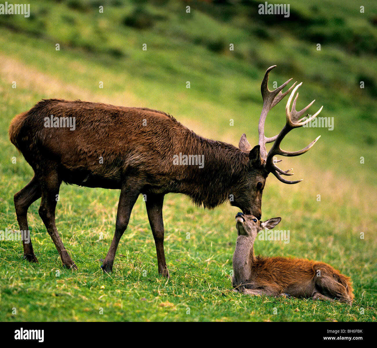 Deer with cub hi-res stock photography and images - Alamy