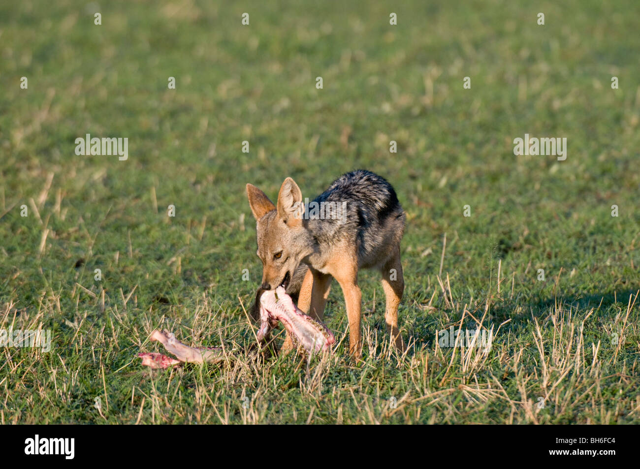 Black-Backed Jackal (Canis mesomelas), Masai Mara National Reserve, Kenya Stock Photo - Alamy
