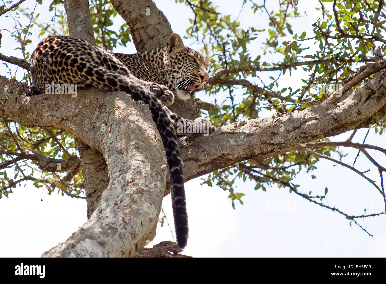 Leopard resting in tree hi-res stock photography and images - Alamy