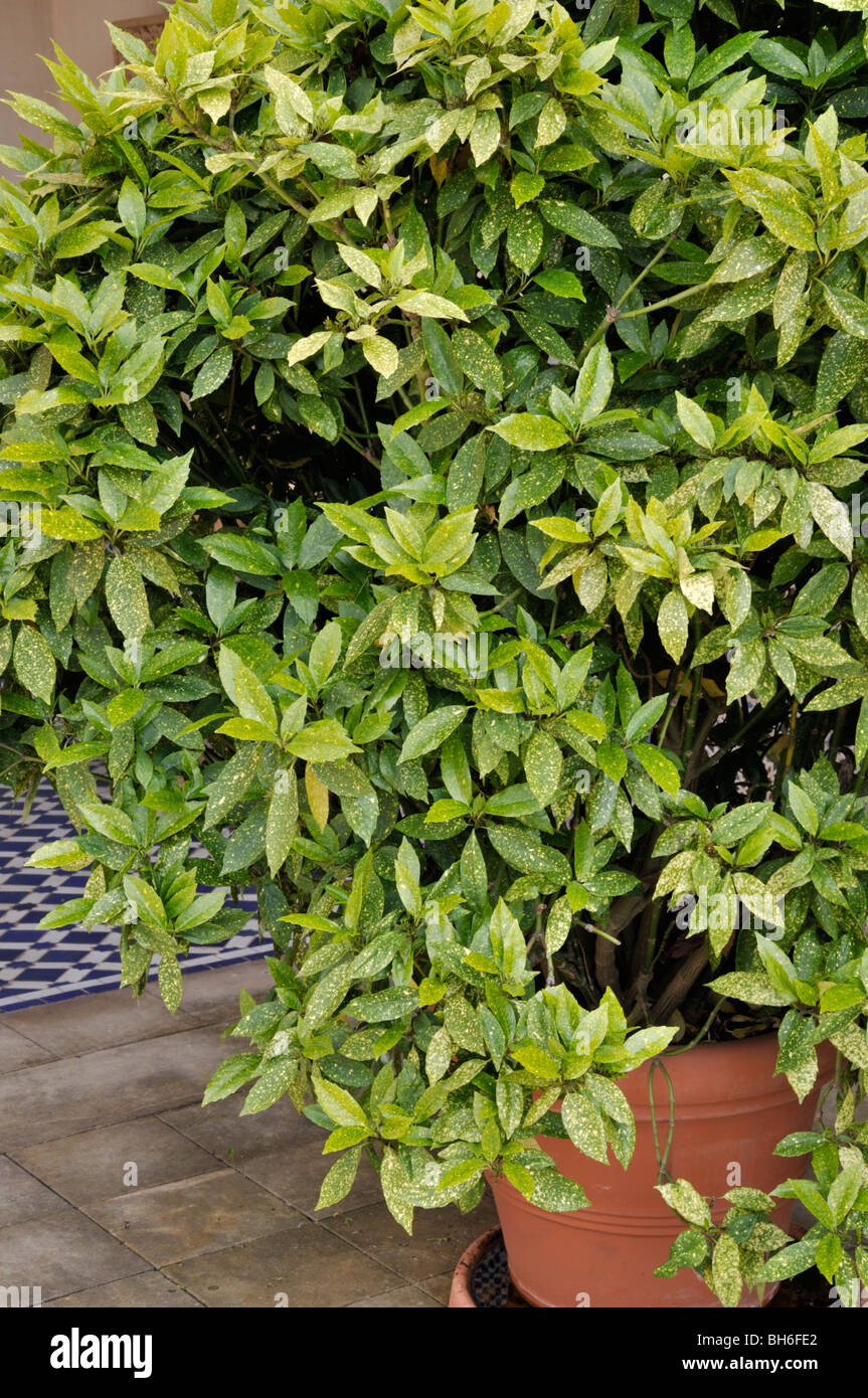 Aucuba japonica hi-res stock photography and images - Alamy