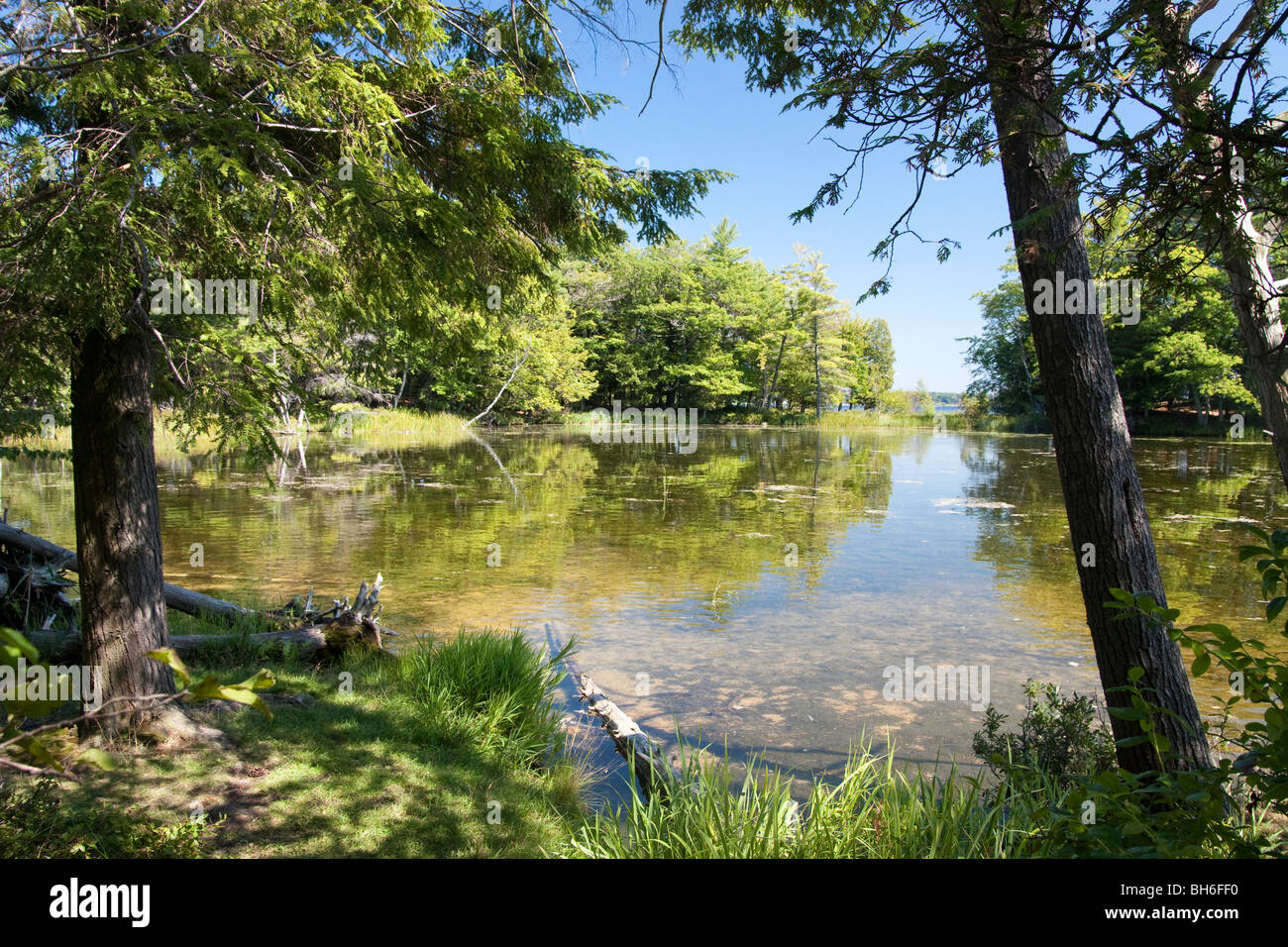 Pond in Ludington State Park in Michigan Stock Photo - Alamy