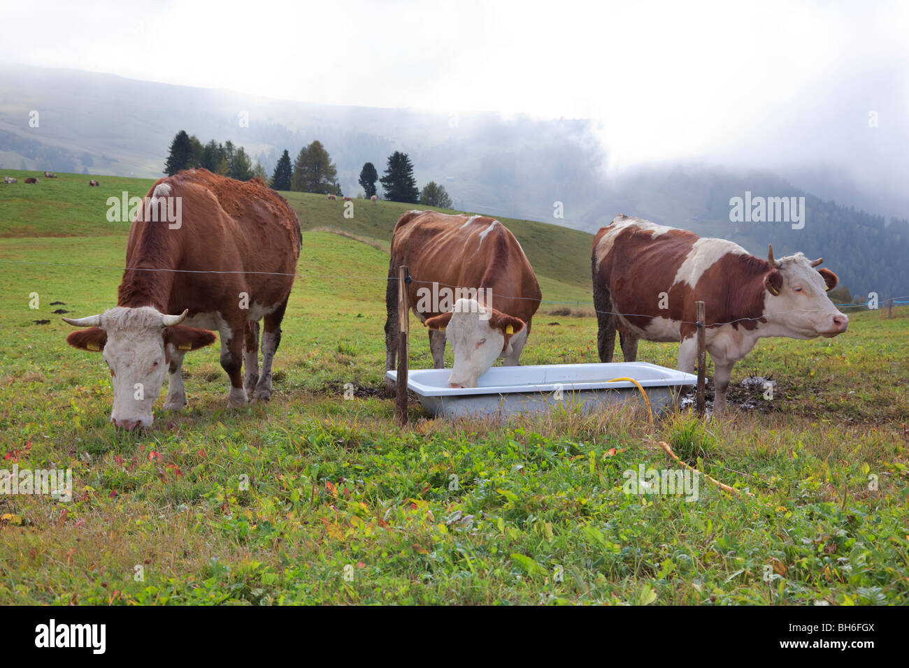 Three red-white cows in a field Stock Photo - Alamy