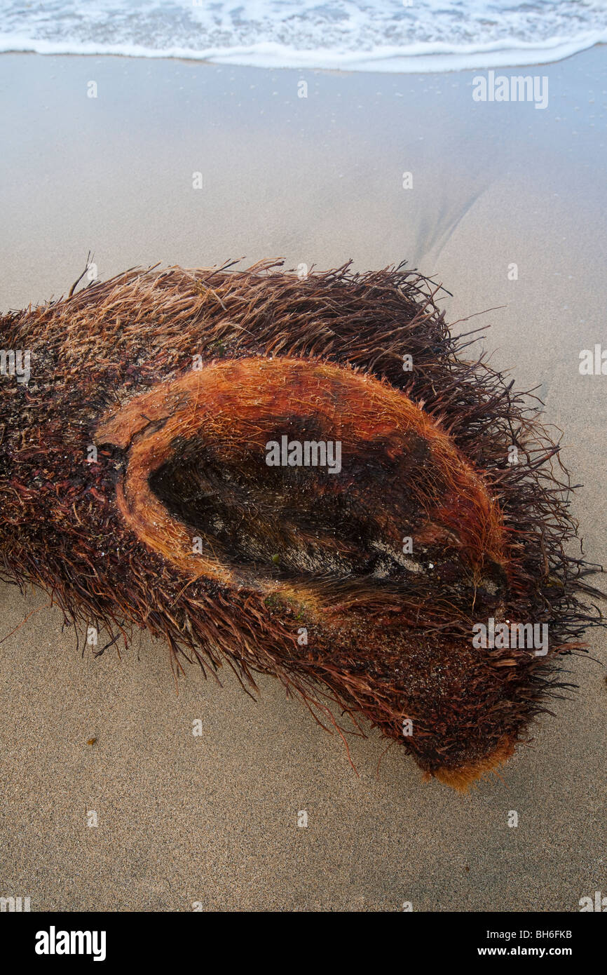 Palm tree logs hi-res stock photography and images - Alamy