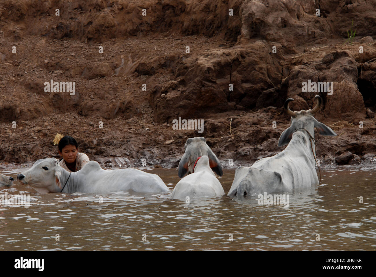 cambodian boy washing cattle in mekong river , phnom penh , cambodia ...
