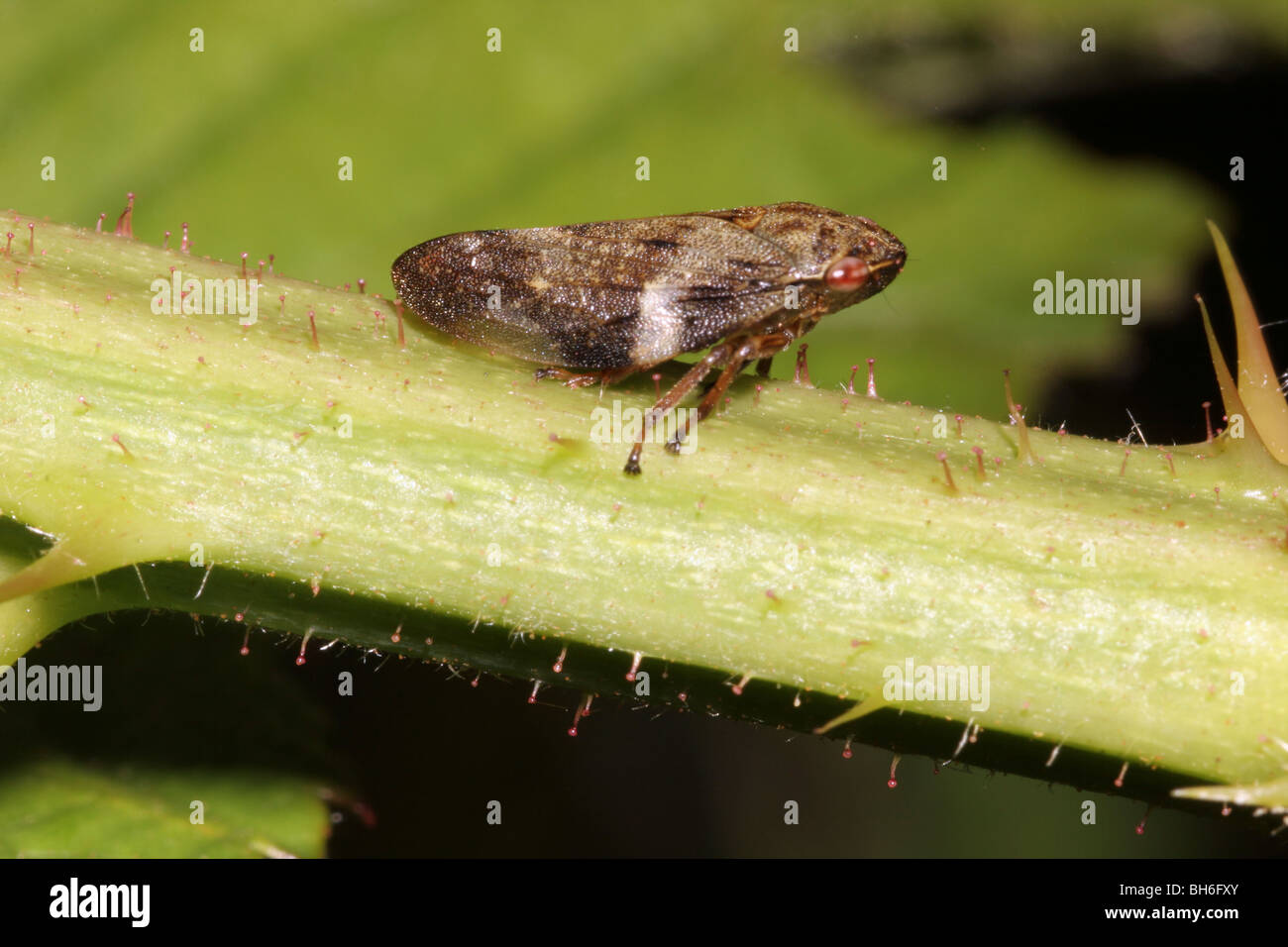 Alder froghopper (Aphrophora alni : Aphrophoridae) on blackberry (Rubus ...