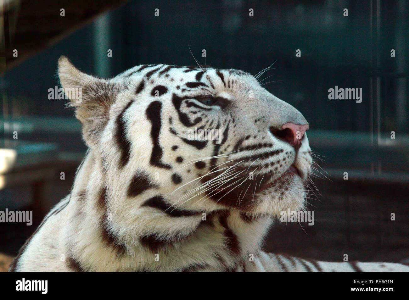 Tiger head profile hi-res stock photography and images - Alamy