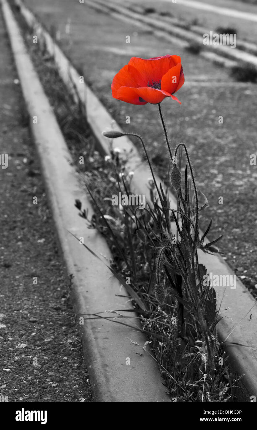 Gray poppy hi-res stock photography and images - Alamy