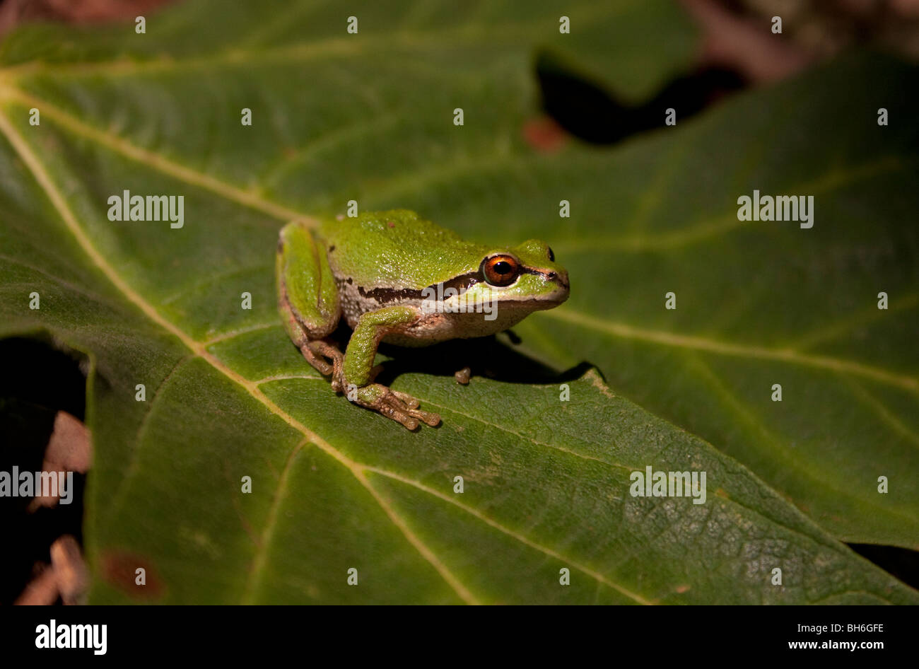 Pacific tree frog in nanaimo hi-res stock photography and images - Alamy