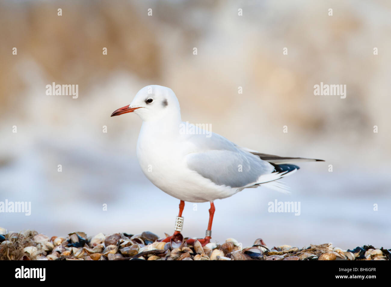 Identification rings hi-res stock photography and images - Alamy