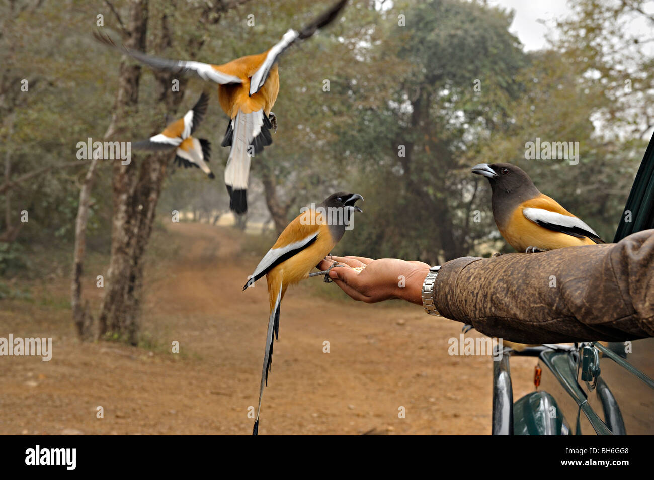Rufous Treepie (Dendrocitta vagabunda) feeding from the hands of a ...