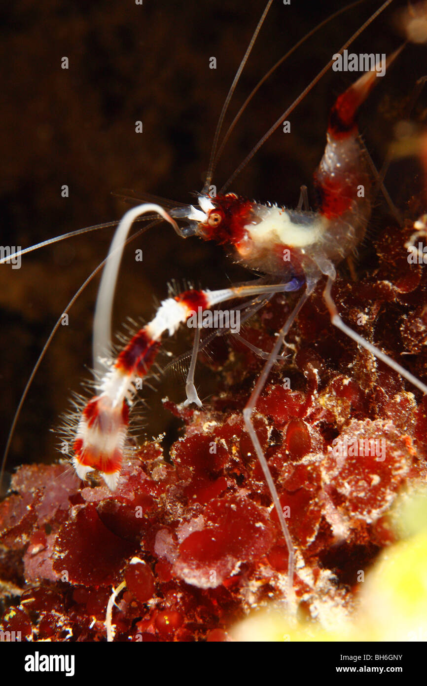 Red-striped banded cleaner shrimp facing the camera on a coral reef ...