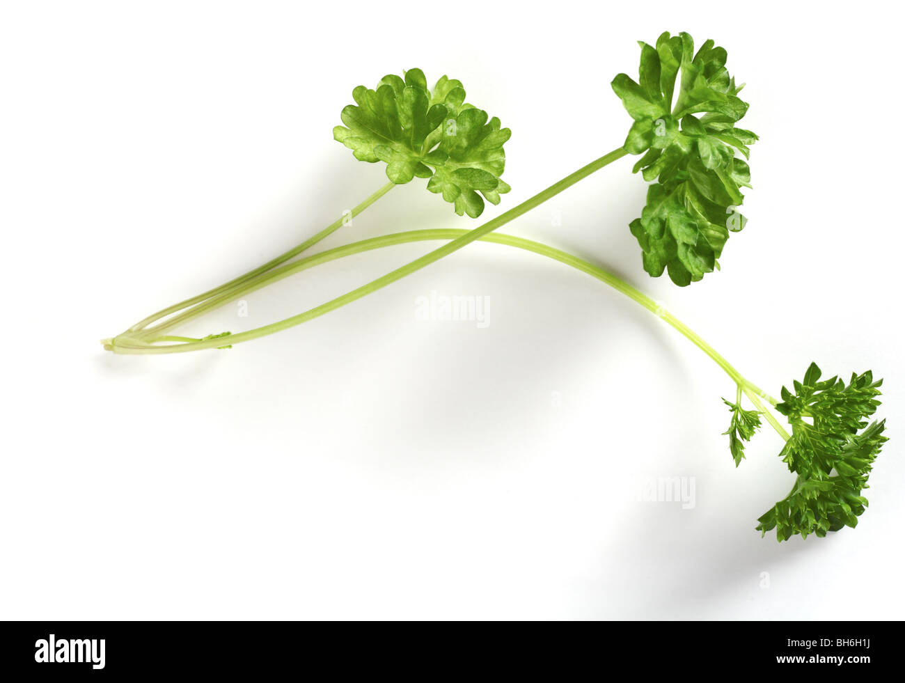 A sprig of fresh parsley on a white background with a light shadow ...