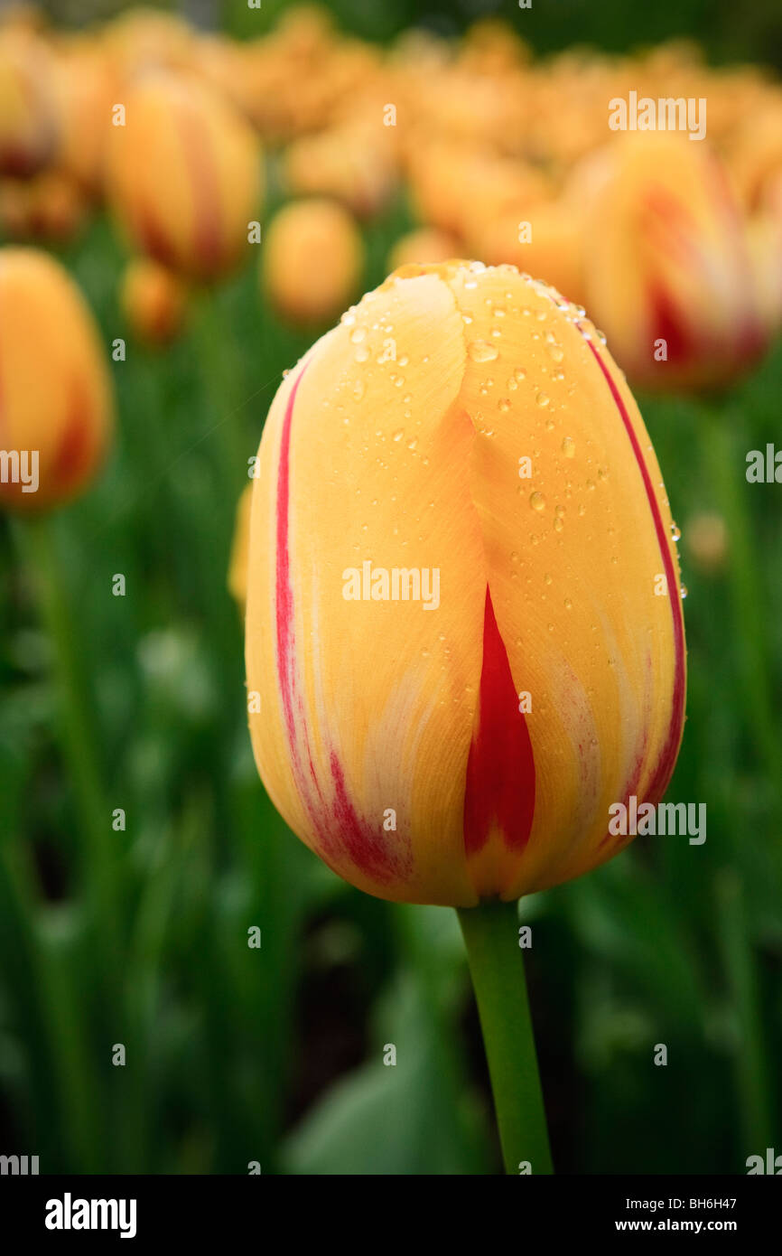 Yellow variegated tulips hi-res stock photography and images - Alamy
