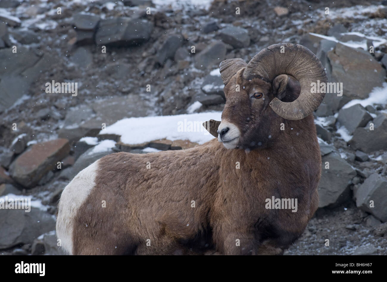 A portrait of a wild Bighorn ram Stock Photo - Alamy