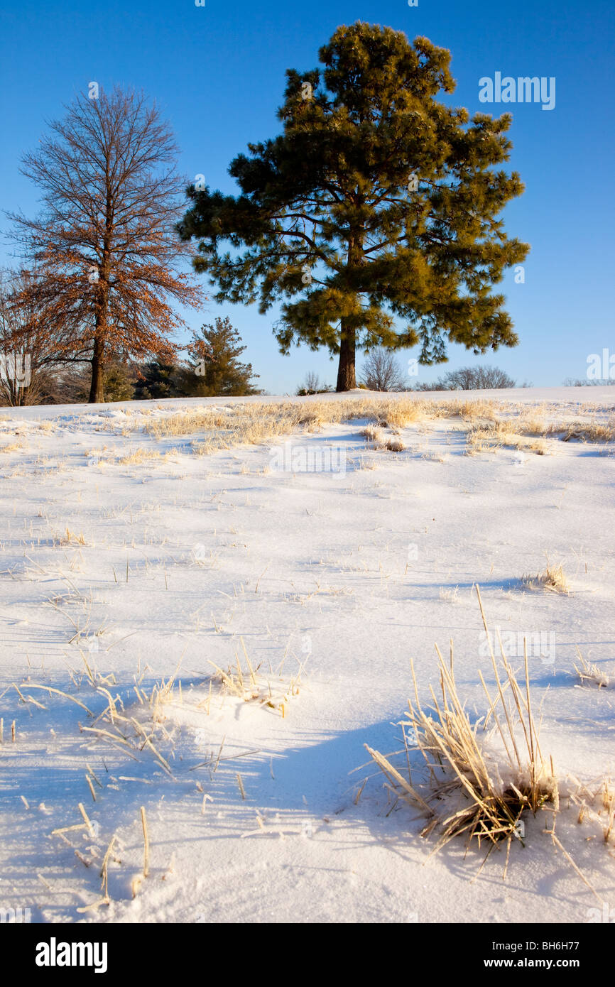 Trees on a snowy hill in Brentwood Tennessee USA Stock Photo - Alamy