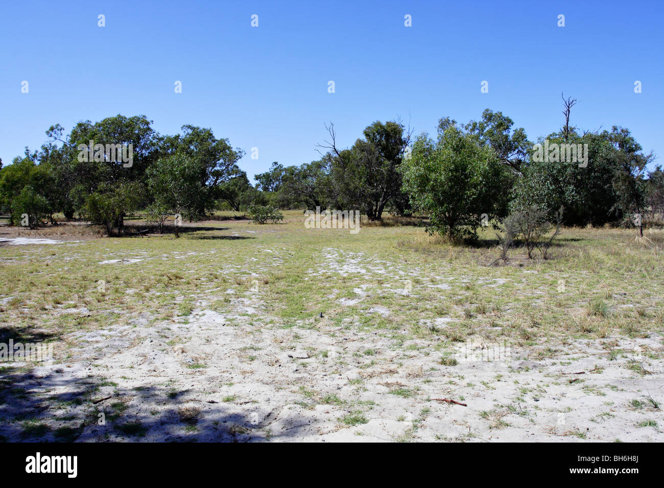 Outback vegetation hi-res stock photography and images - Alamy