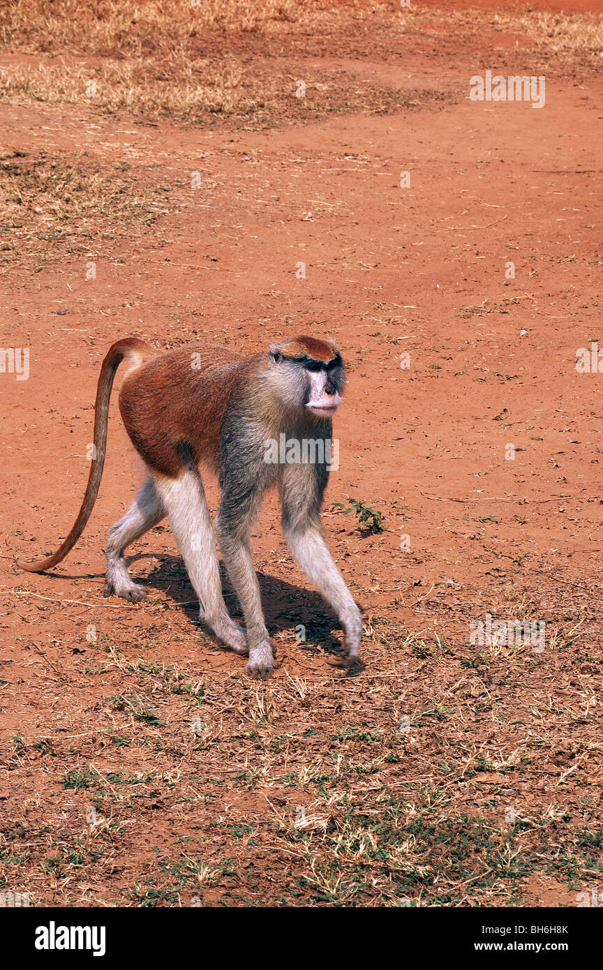 Male Patas Monkey
