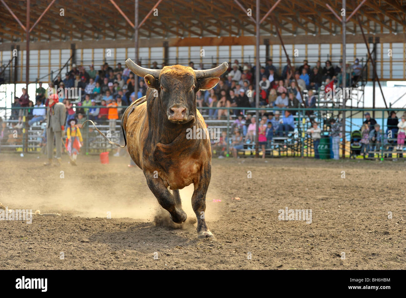 Bull rodeo running hi-res stock photography and images - Alamy
