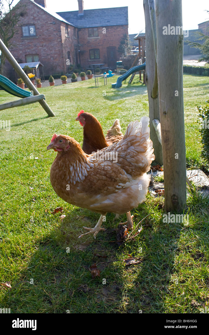 Free Range chickens Stock Photo - Alamy