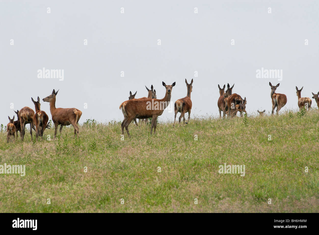 UK. Deer park in Devon, SW England Stock Photo - Alamy