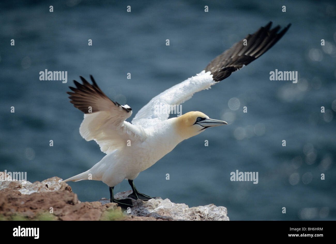 Spreading stone hi-res stock photography and images - Alamy