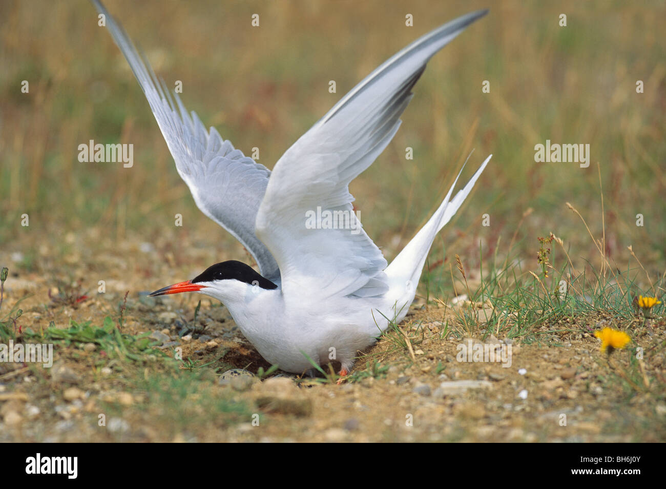 Common terns breed hi-res stock photography and images - Alamy