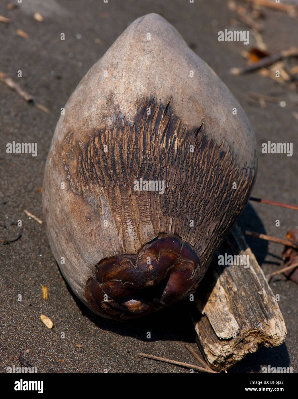 Coconut shells on the idylic paradise beach of Tortuguero near Puerto ...