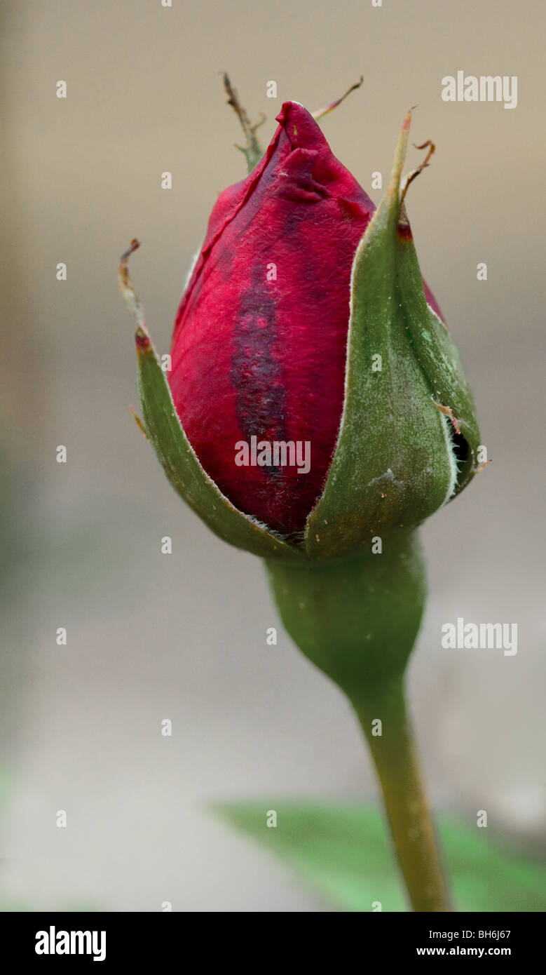 Open rose bud hi-res stock photography and images - Alamy