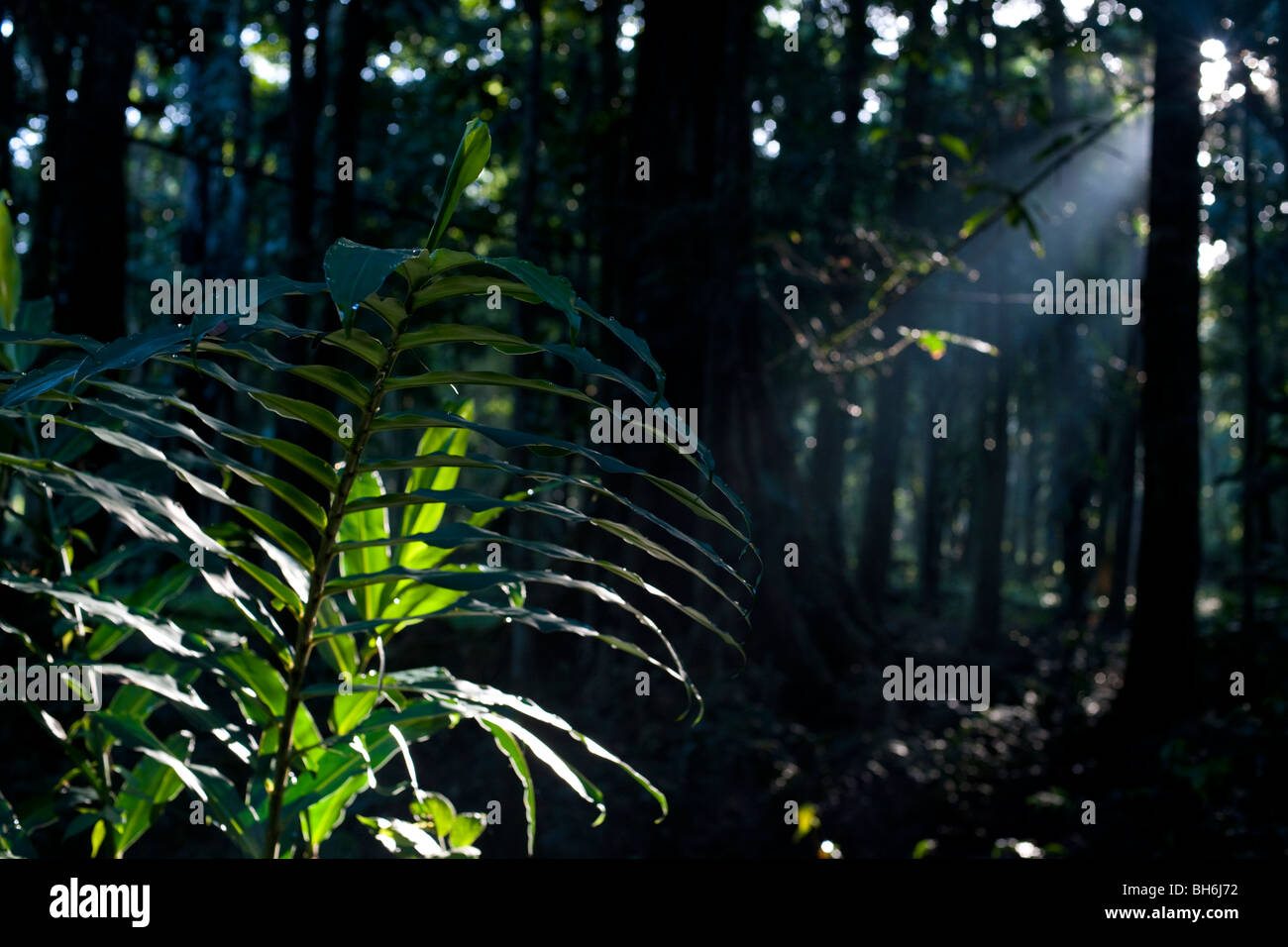 Light streams through the canopy of the forest at Punta Uva, Puerto ...