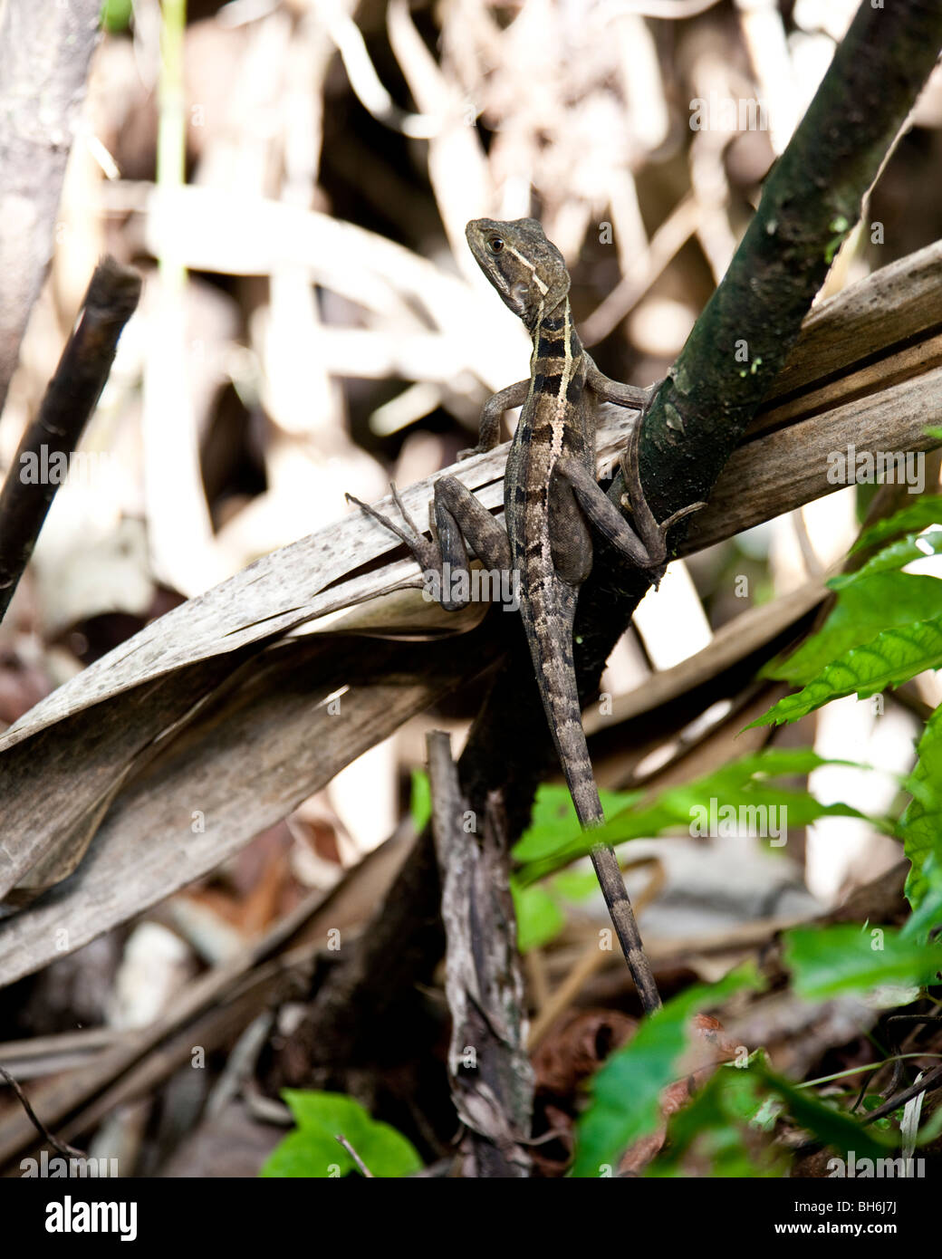 Jesus Christ lizard, Tortuguero National Park Costa Rica Stock Photo ...