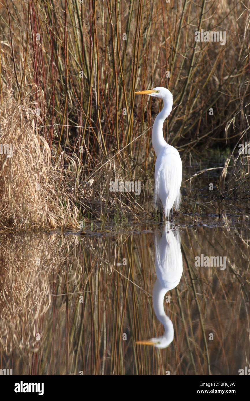 Great Egret in an Oregon wetland Stock Photo - Alamy