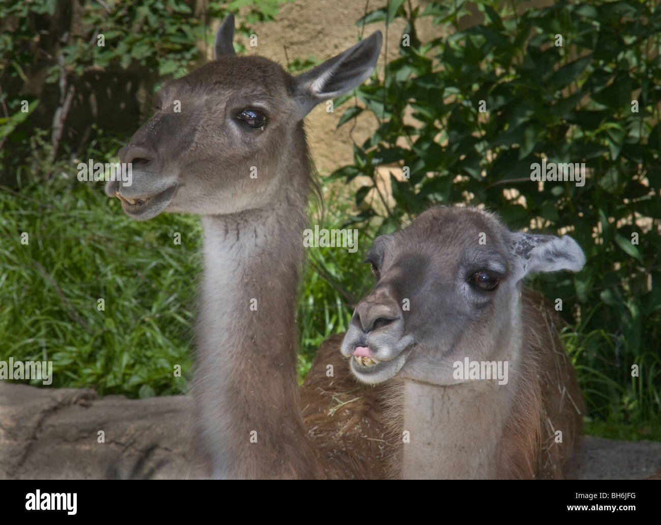 Guanaco (Lama guanicoe) The Guanaco is a camelid native to the ...