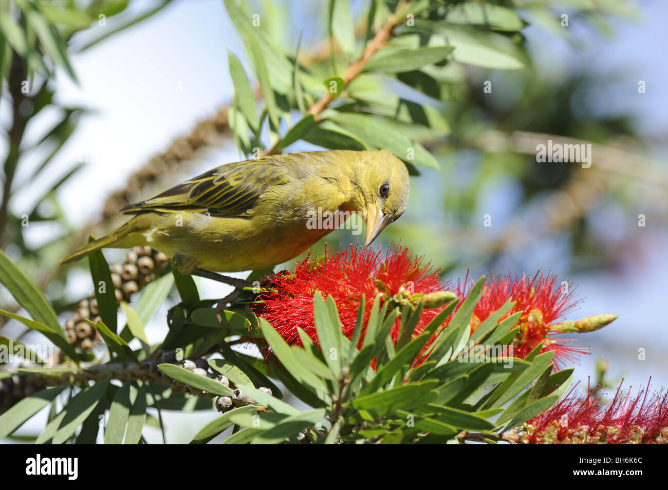 Female Southern Masked Weaver bird feeding on Bottle Brush Flower Stock ...