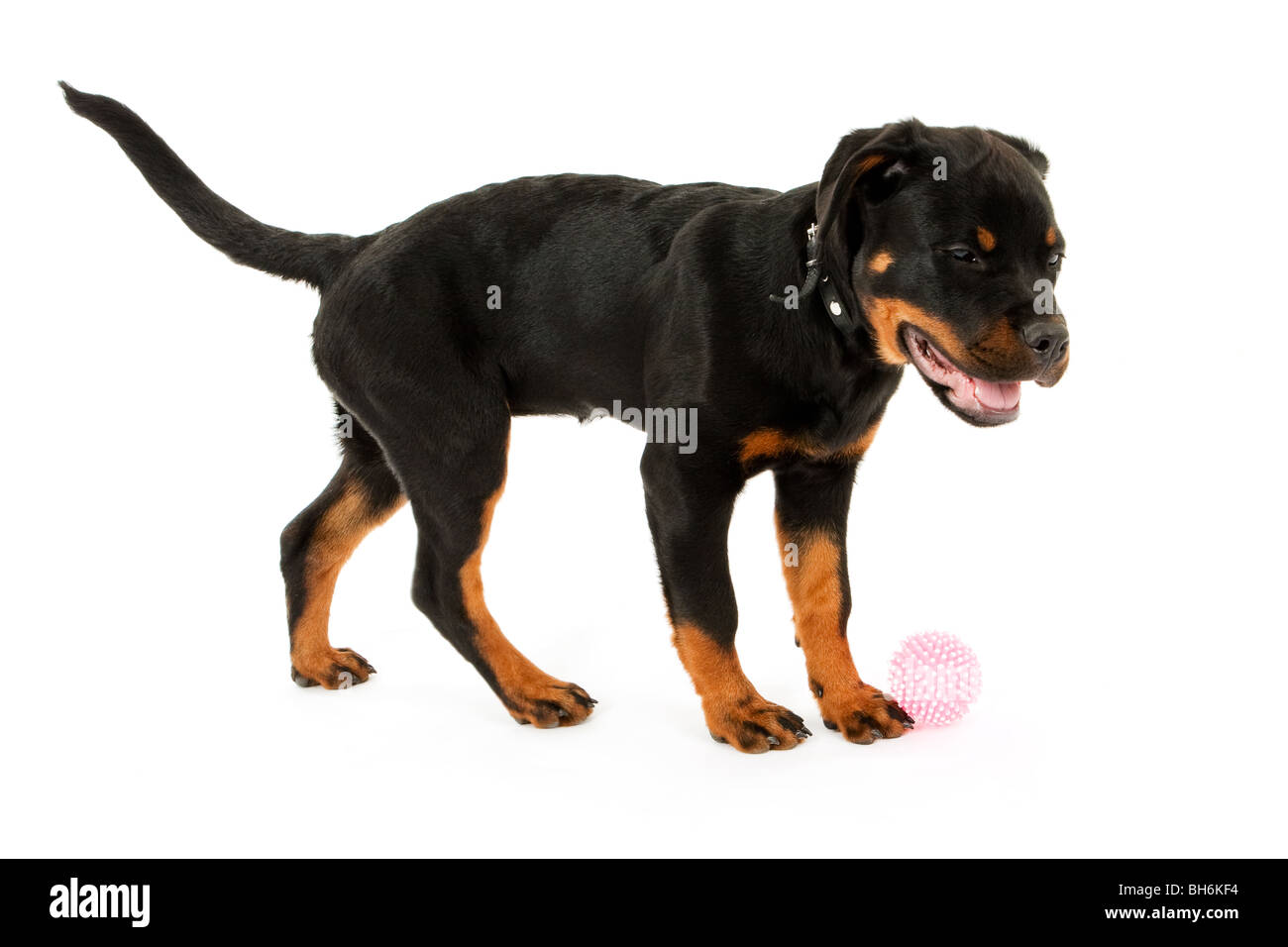 Isolated rottweiler puppy hi-res stock photography and images - Alamy