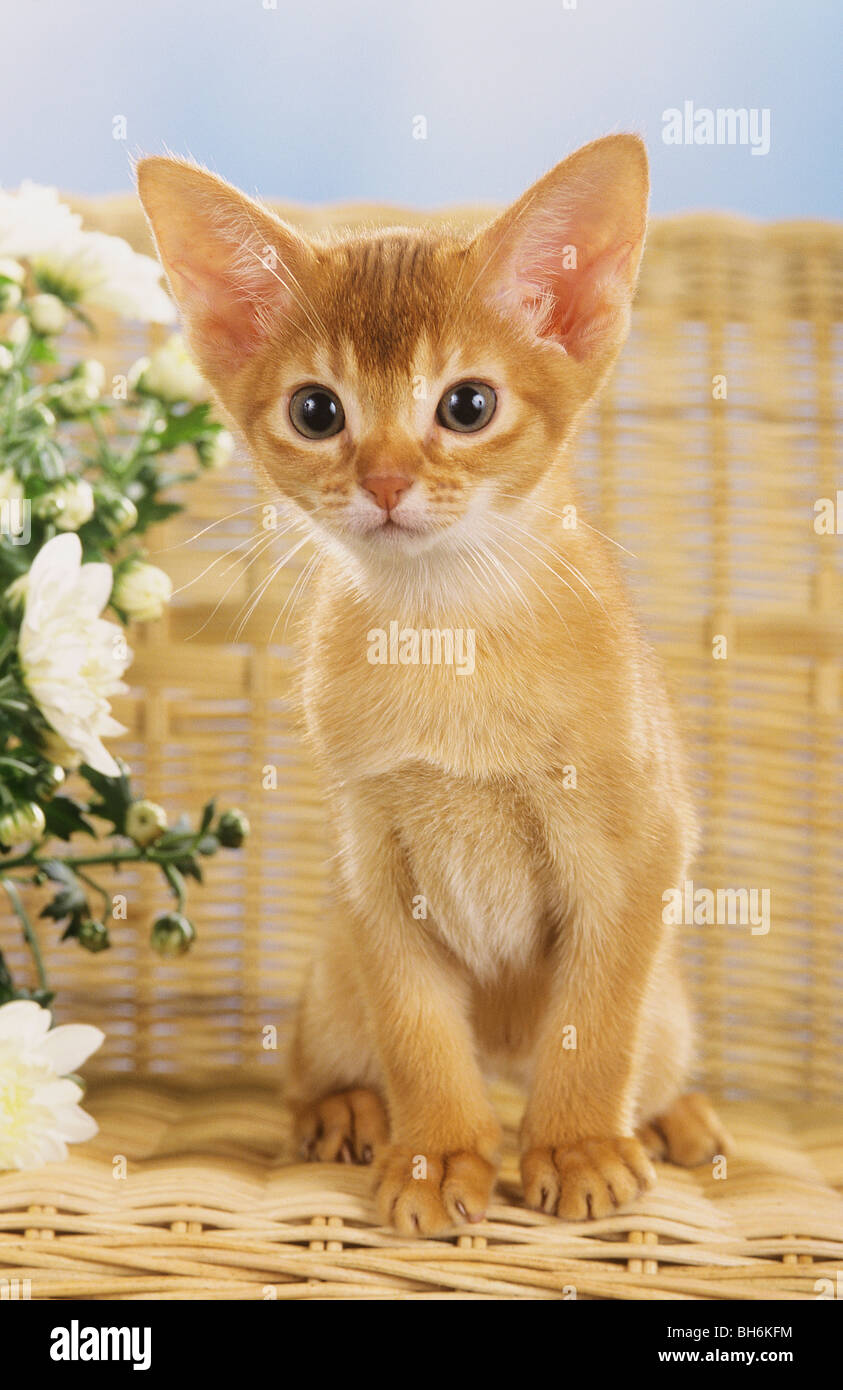 Abyssinian cat - kitten sitting on a chair Stock Photo - Alamy