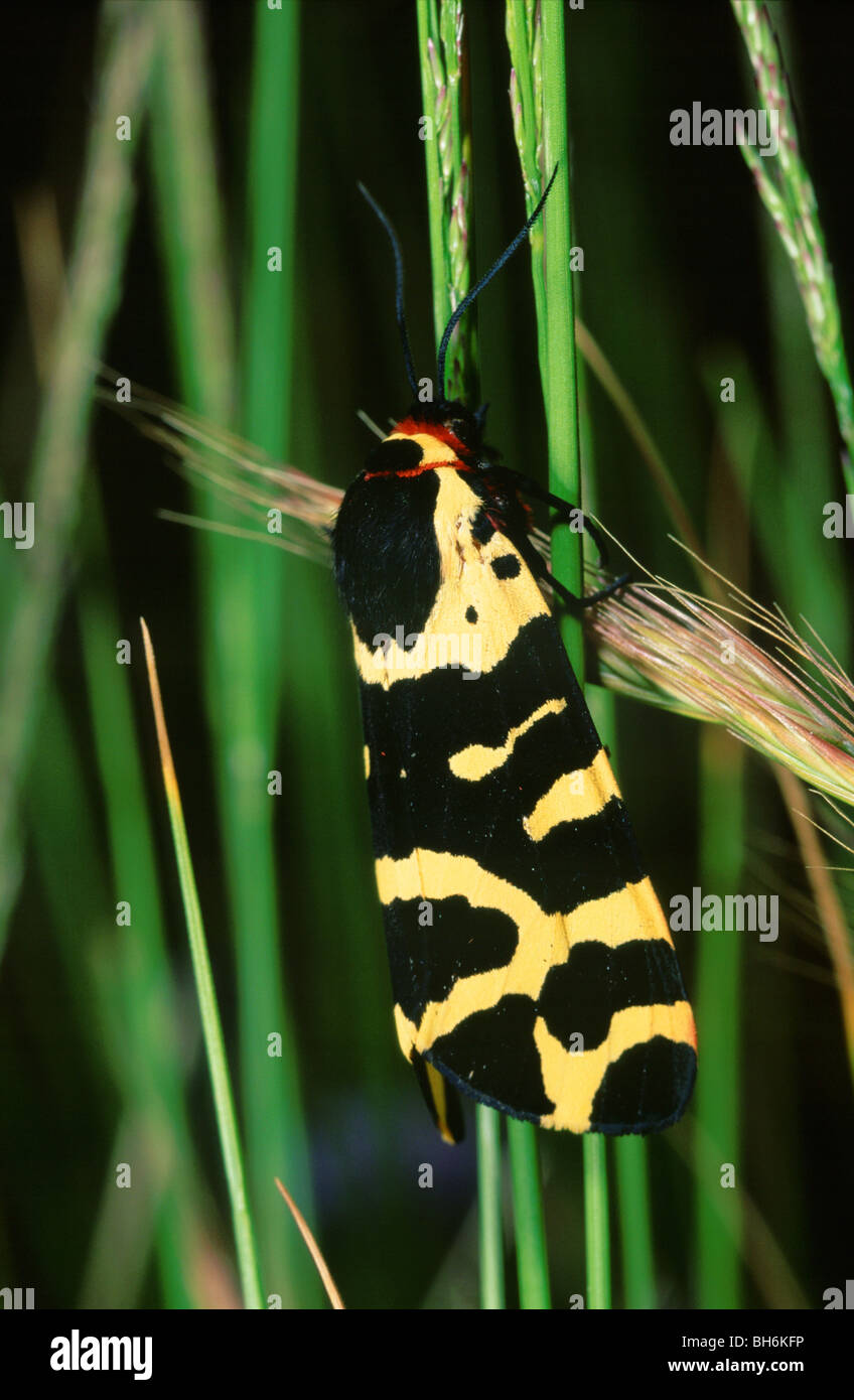 Atlas mariposa hi-res stock photography and images - Alamy