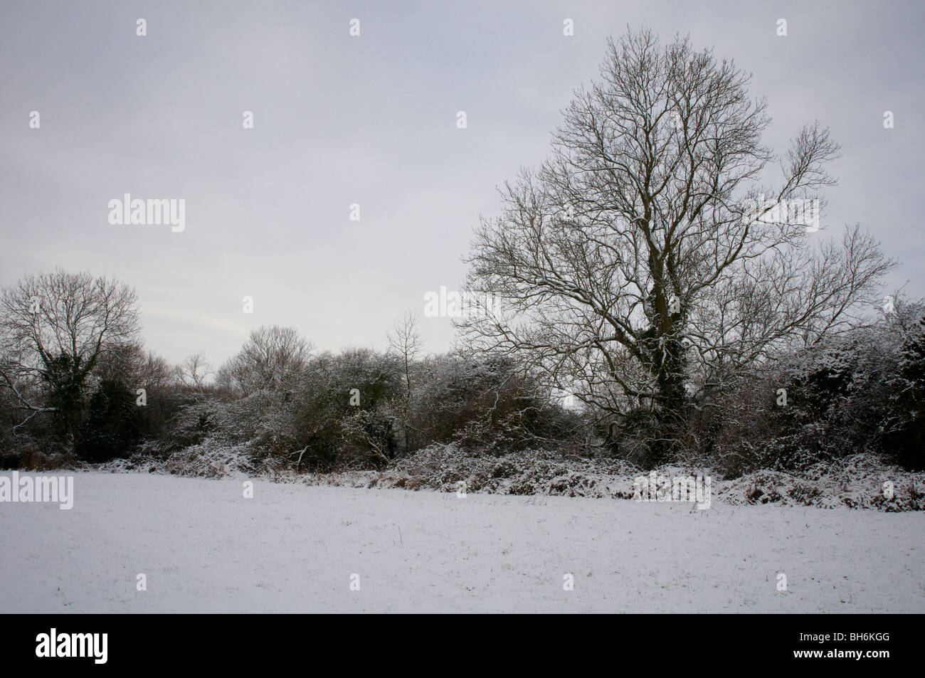 snowy woodland scene winter in leicestershire Stock Photo - Alamy
