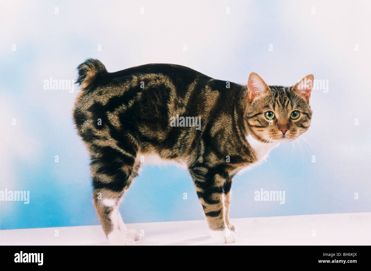Manx cat arching its back Stock Photo - Alamy