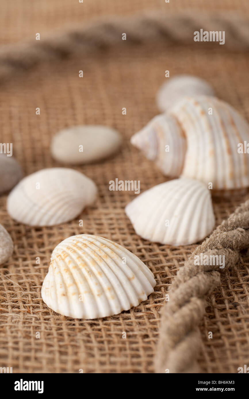 background with shell laying on jute Stock Photo - Alamy