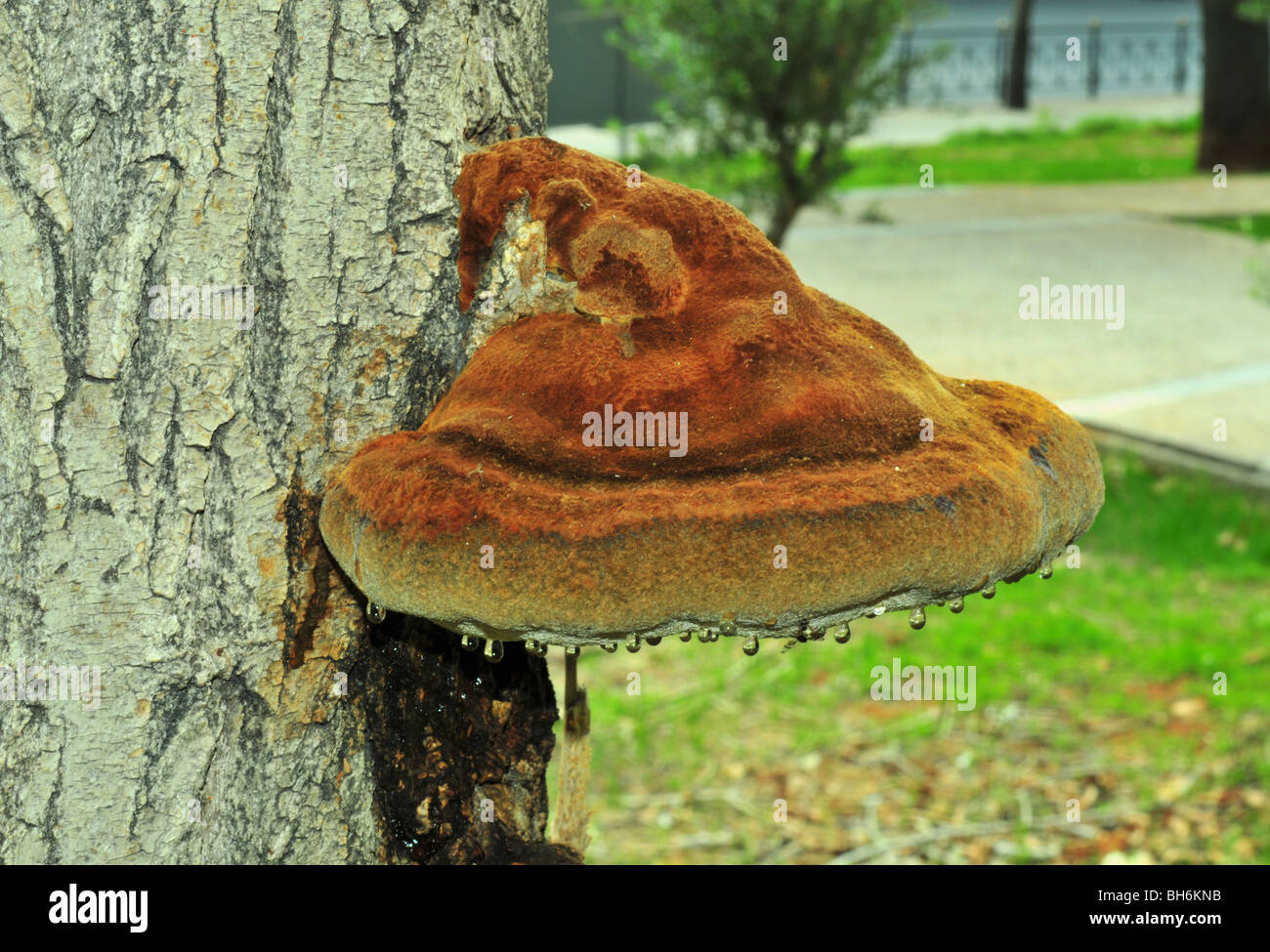 image of Inonotus hispidus Stock Photo - Alamy